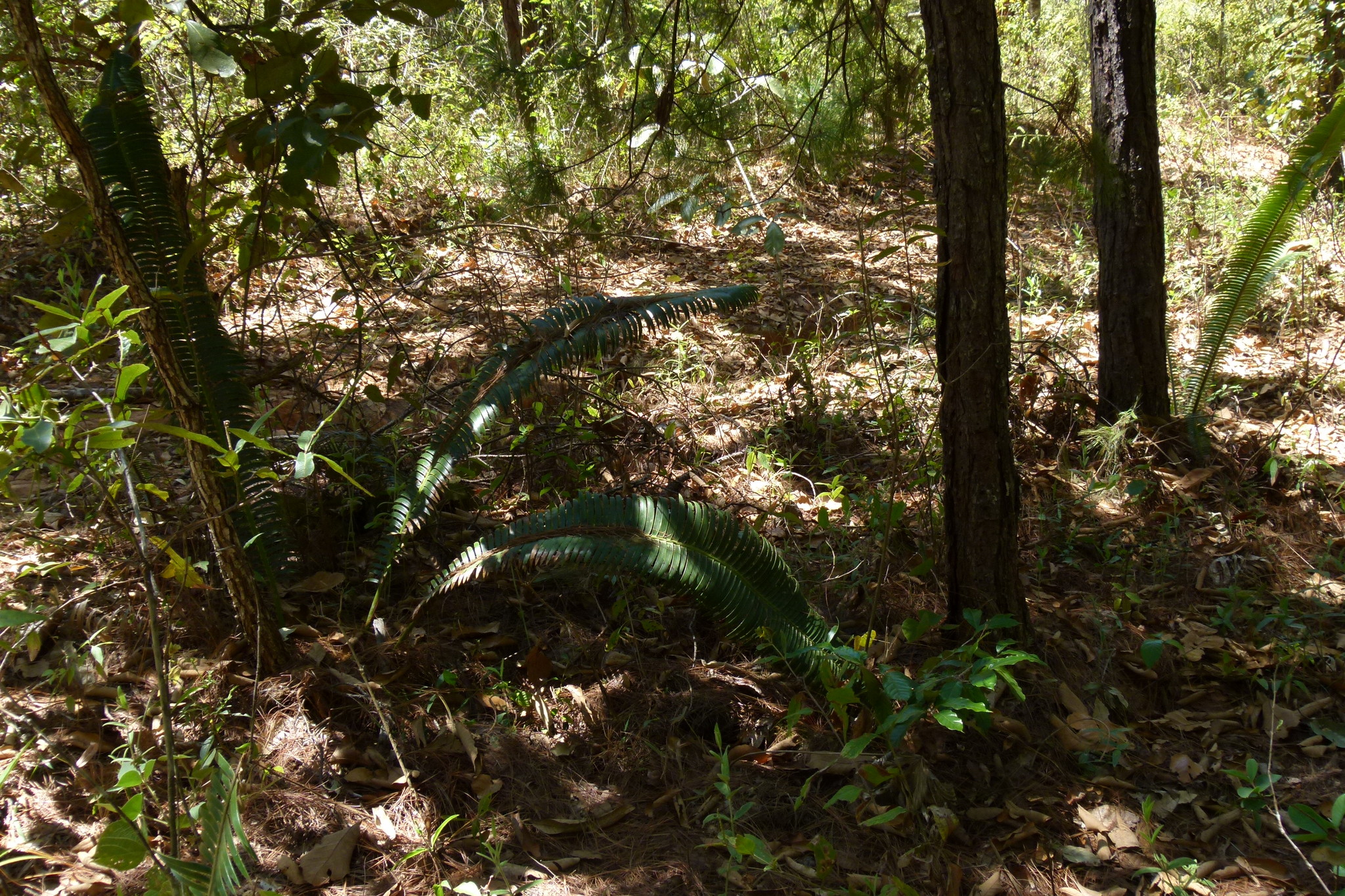 Dioon tomasellii De Luca, Sabato & Vázq.Torres