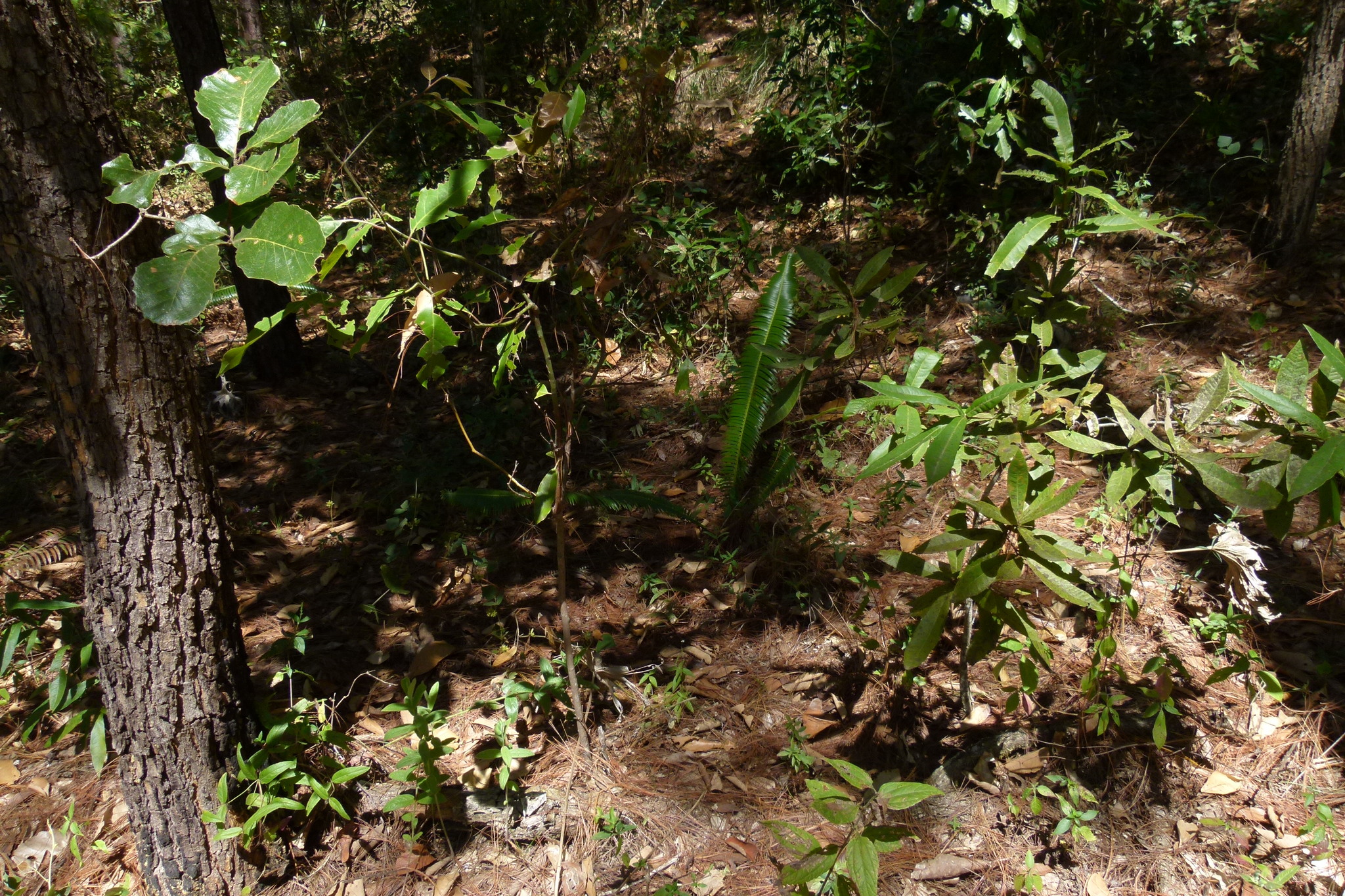 Dioon tomasellii De Luca, Sabato & Vázq.Torres