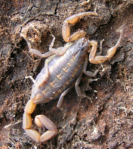 Florida Hentz Striped Scorpion (MatBio: ARACHNIDS - Matanzas ...