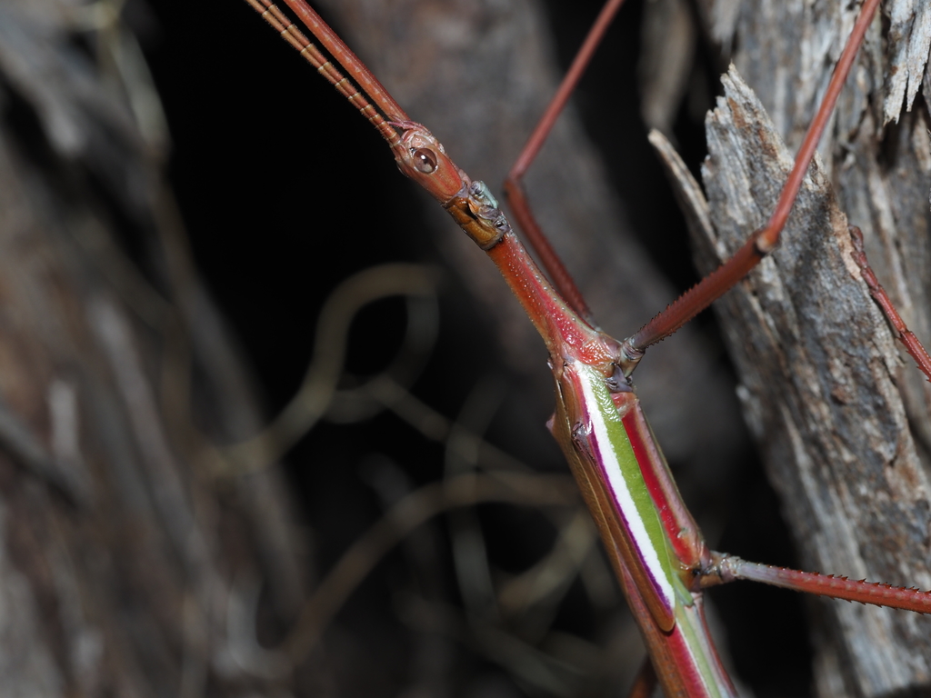 Children’s Stick Insect from Blewitt Springs SA 5171, Australia on ...