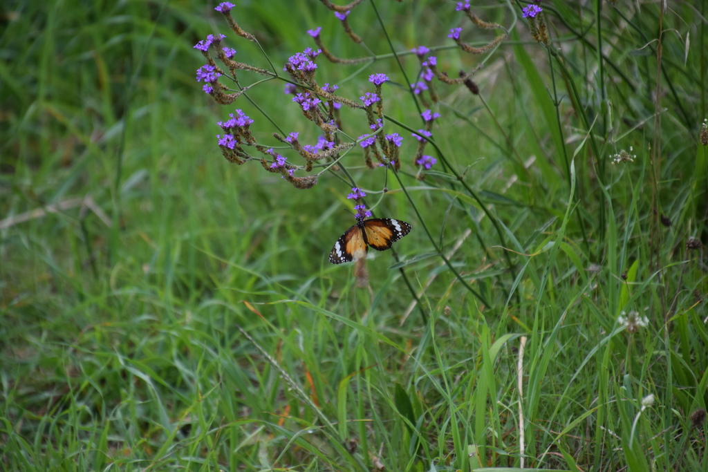 Lesser Wanderer from Parramatta - South, New South Wales, Australia on ...