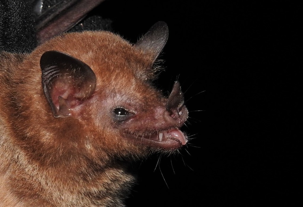 gray long-tongued bat (Mammals of North America) · iNaturalist