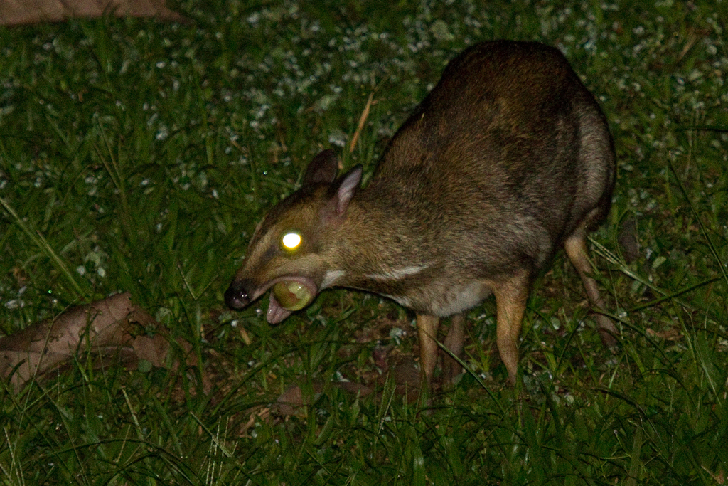 Chevrotain Teeth