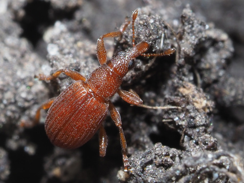 Apion rubiginosum · iNaturalist