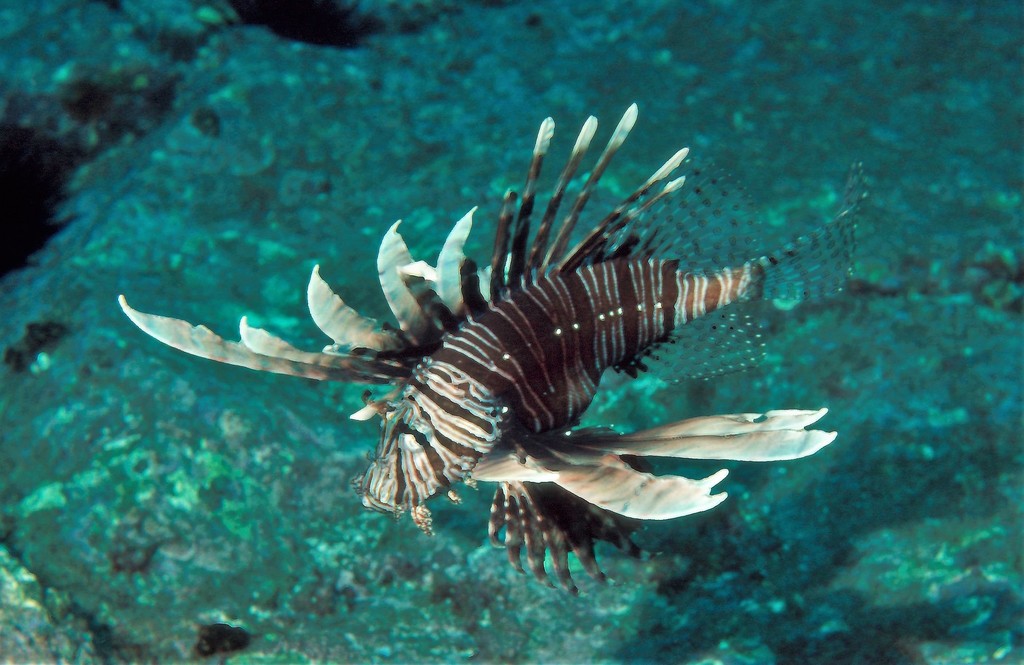 Common Lionfish from New South Wales, Australia on July 19, 1997 by ...