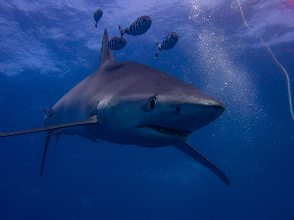 Requiem Sharks (Carcharhinidae) - Marine Life Identification
