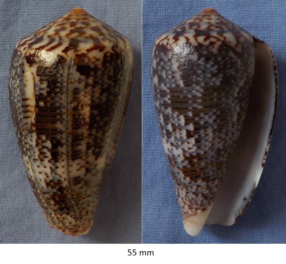 Conus achatinus Gmelin, 1791