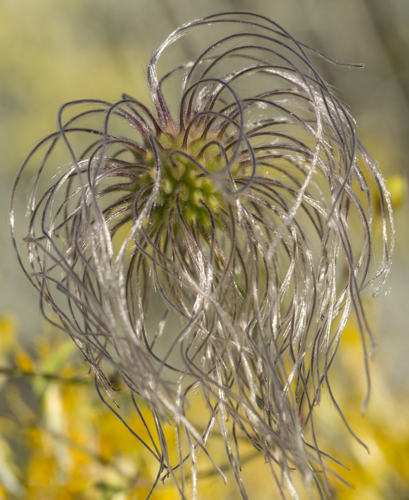 Chinese Clematis (Noxious Weeds of Colorado) · iNaturalist