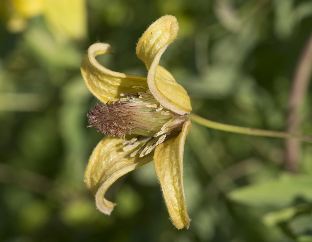 Chinese Clematis (Noxious Weeds of Colorado) · iNaturalist