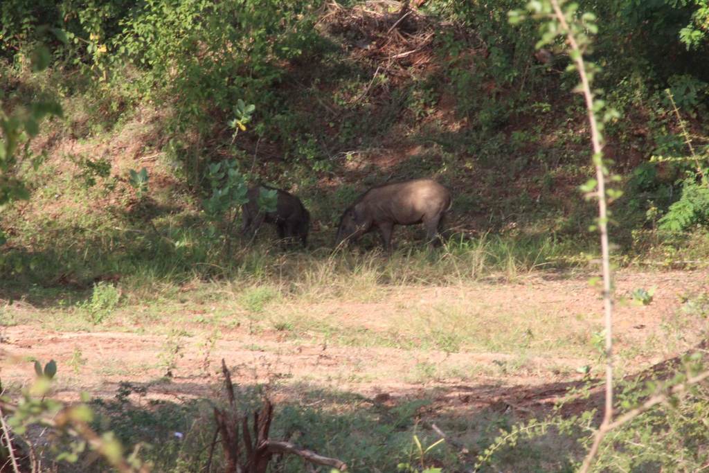 Sri Lankan Wild Boar (Sus scrofa affinis) - Know Your Mammals