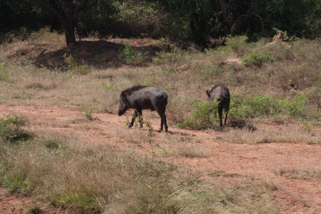Sri Lankan Wild Boar (Sus scrofa affinis) - Know Your Mammals
