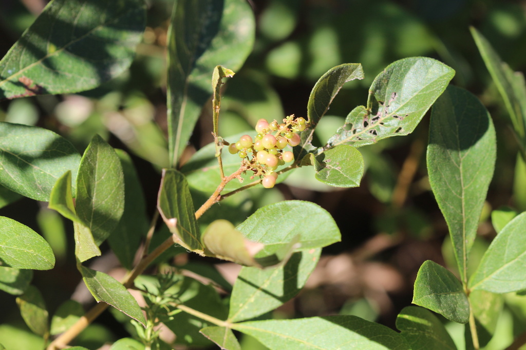 Common Wild Currant from Marloth Nature Reserve, WC, ZA on February 14 ...