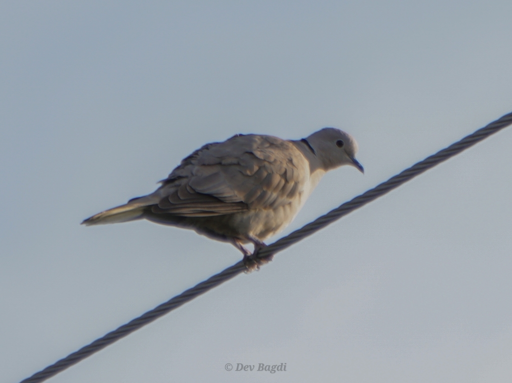 Eurasian Collared-Dove from Raisen, IN-MP, IN on February 11, 2021 at ...