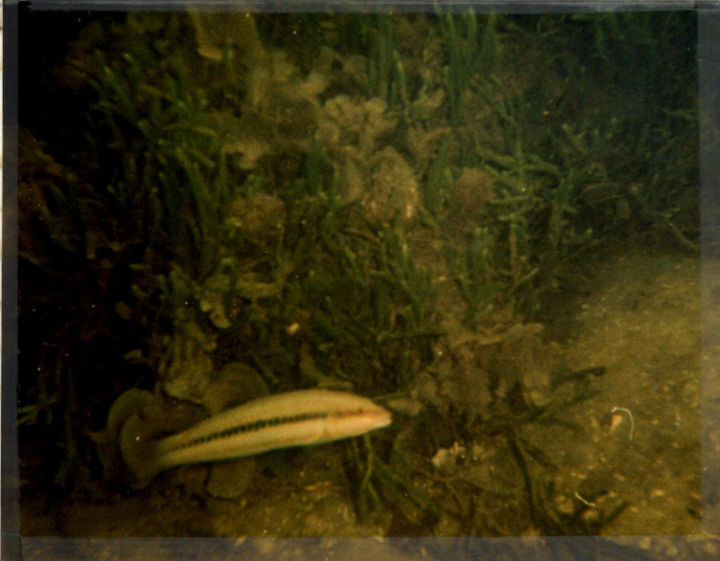 Slippery Dick from Tarpon Springs, FL, USA on June 23, 1992 at 09:43 PM ...