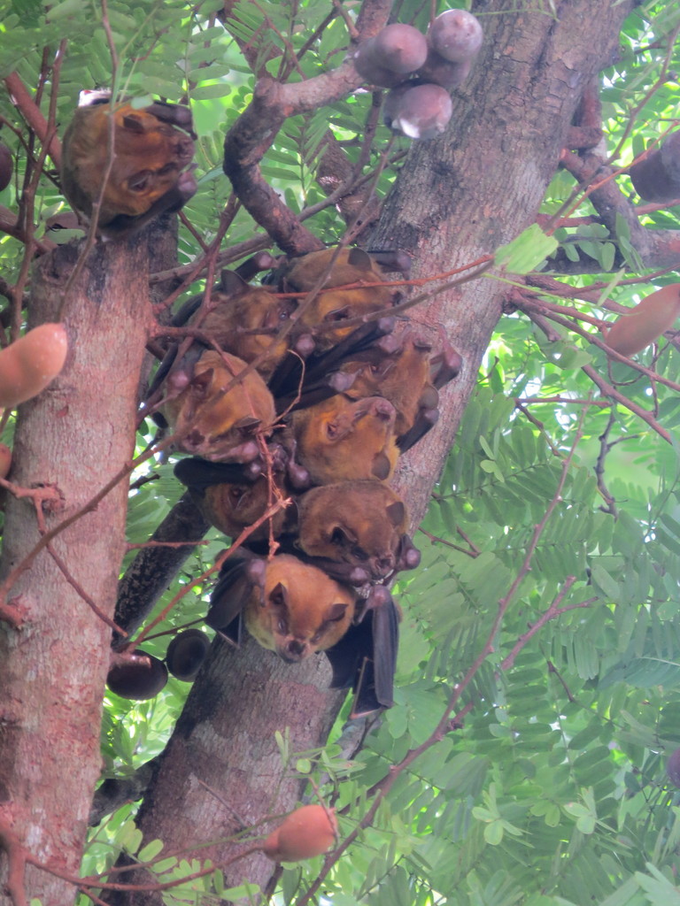 Jamaican Fruit-eating Bat from Mérida, Yuc., México on February 12 ...