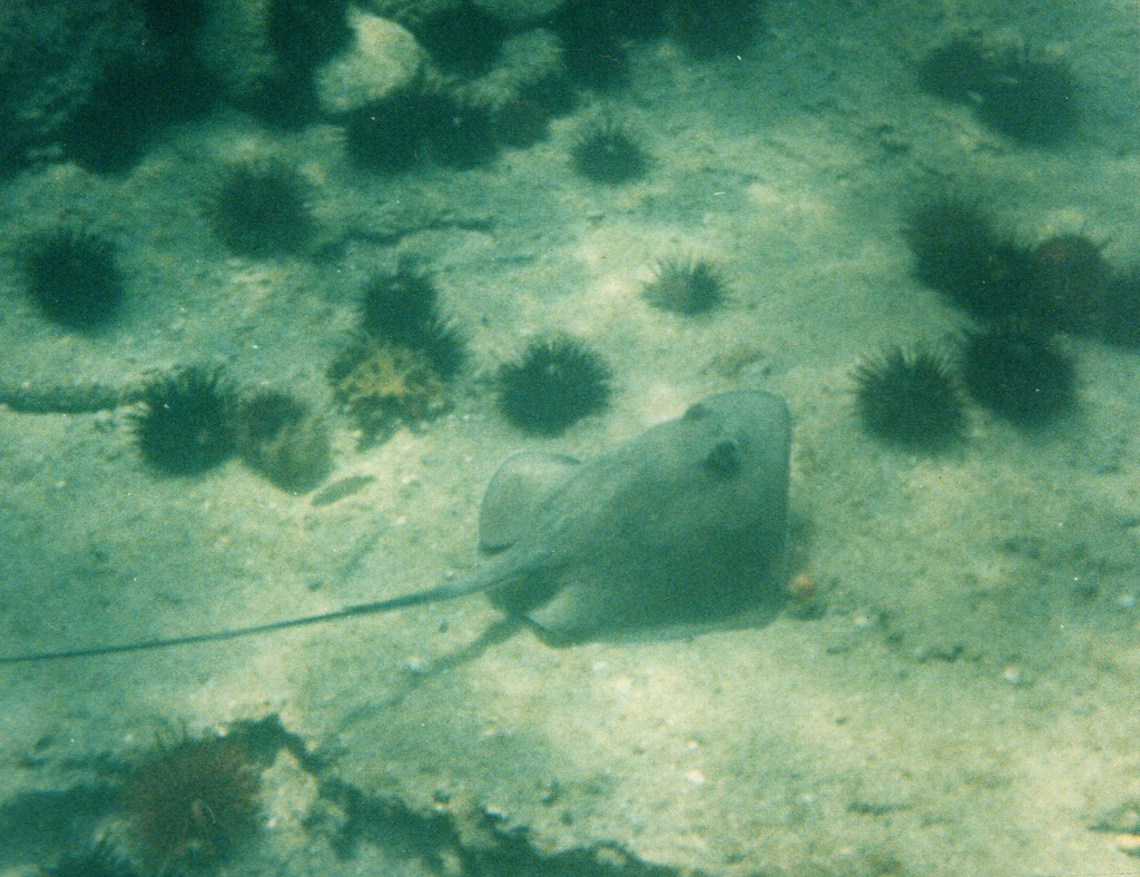 Bluntnose Stingray (Hypanus say) - Marine Life Identification
