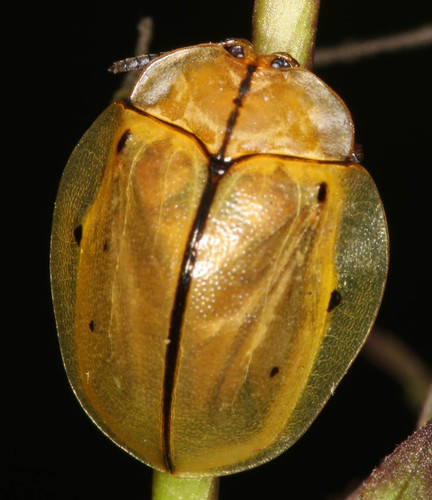Stolas pertusa · iNaturalist
