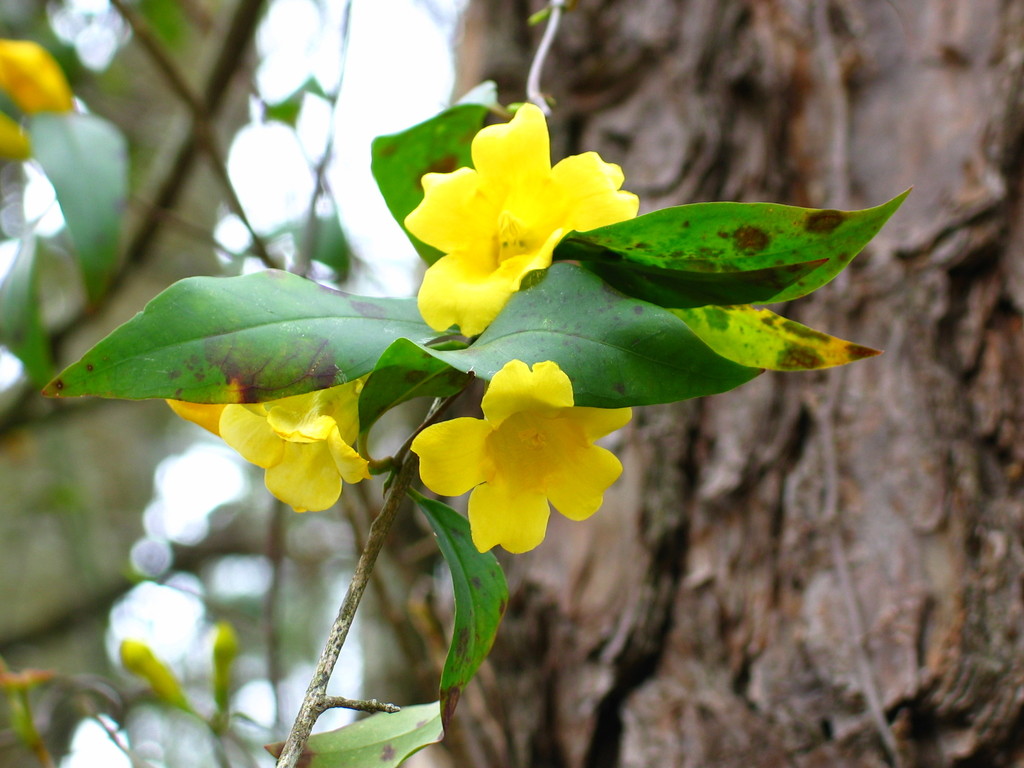 yellow jessamine from Scott County, MS, USA on March 21, 2003 at 11:08 ...