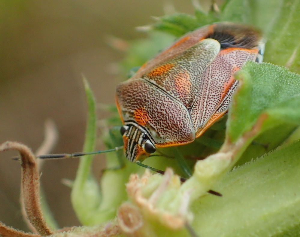 Antestia Bug from Buffalo Trails, South Cape DC, South Africa on ...
