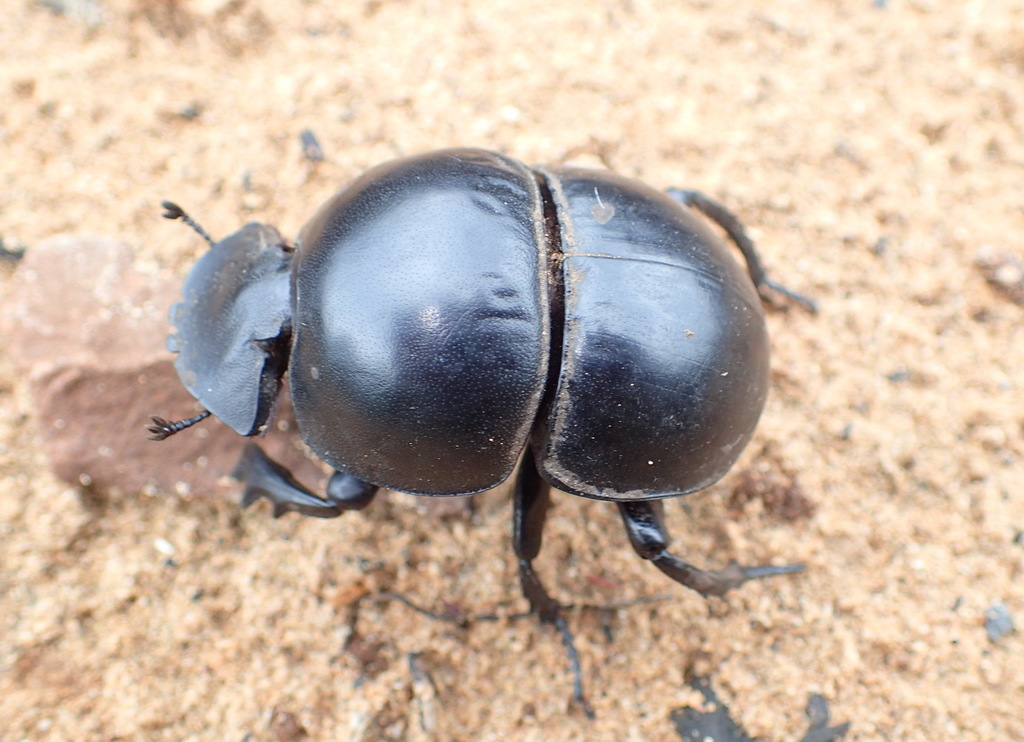 Cape Flightless Dung Beetle (Pauline Bohnen) · iNaturalist