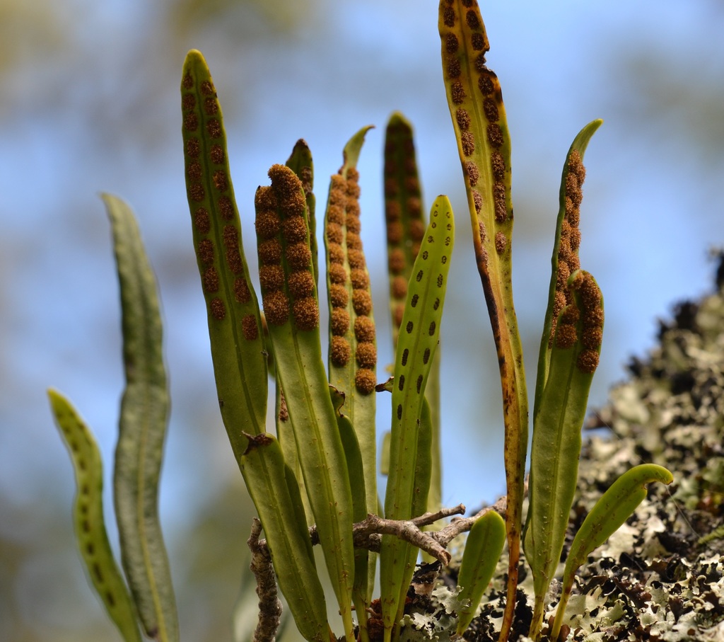 polypody family (Polypodiaceae) - Botanical Realm