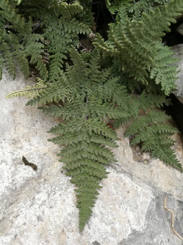 Maxon's Cloak Fern (Notholaena neglecta) · iNaturalist