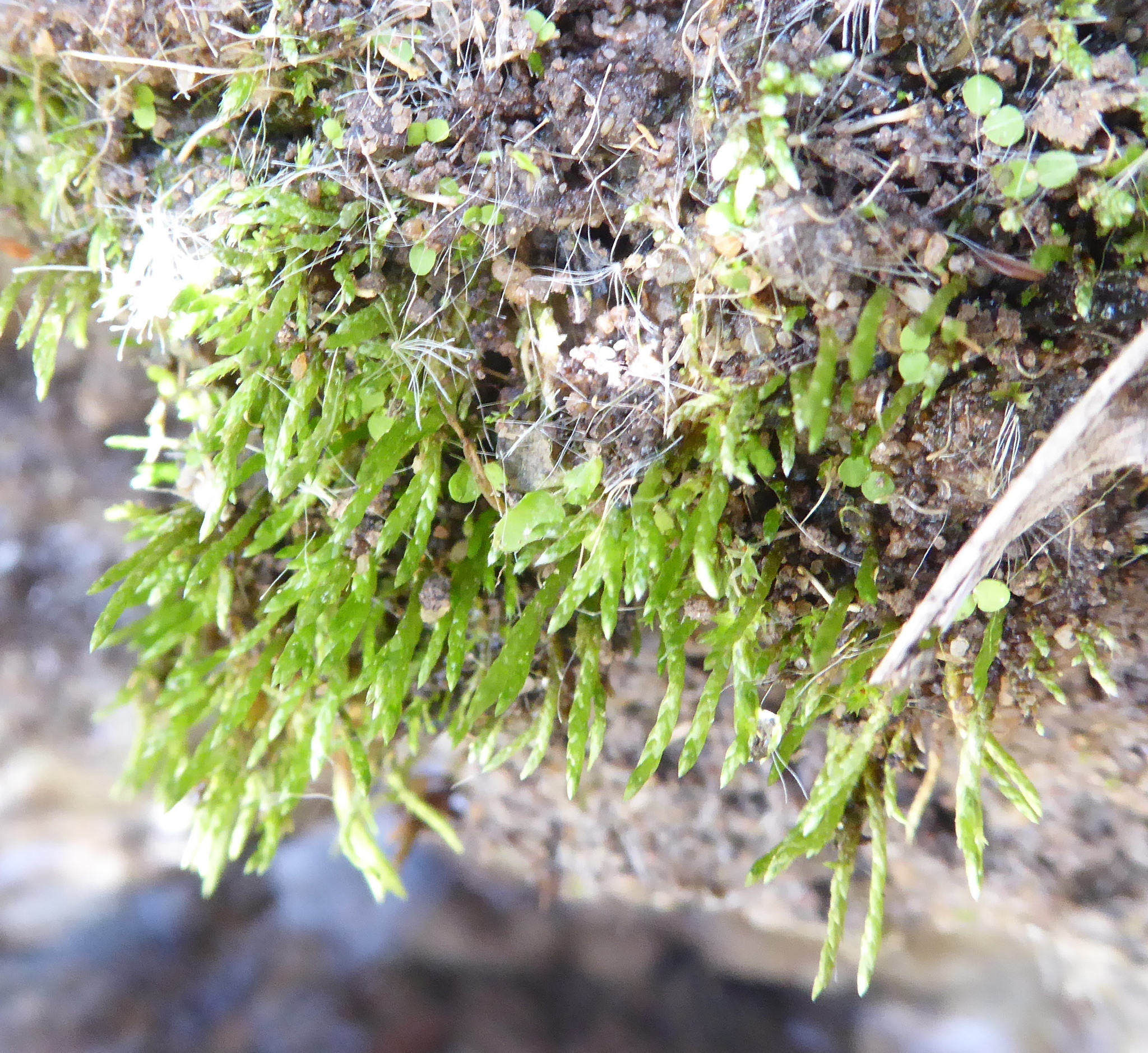 Anomobryum Schimp.