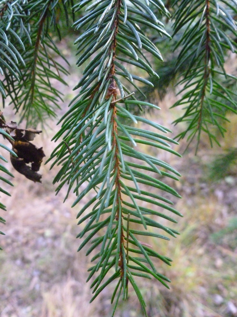 Norway spruce from 1613 Maracon, Suisse on October 21, 2017 at 09:09 AM ...
