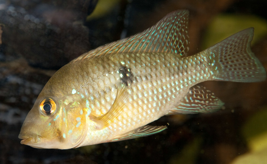 Pearl Cichlid (Geophagus brasiliensis) - Marine Life Identification