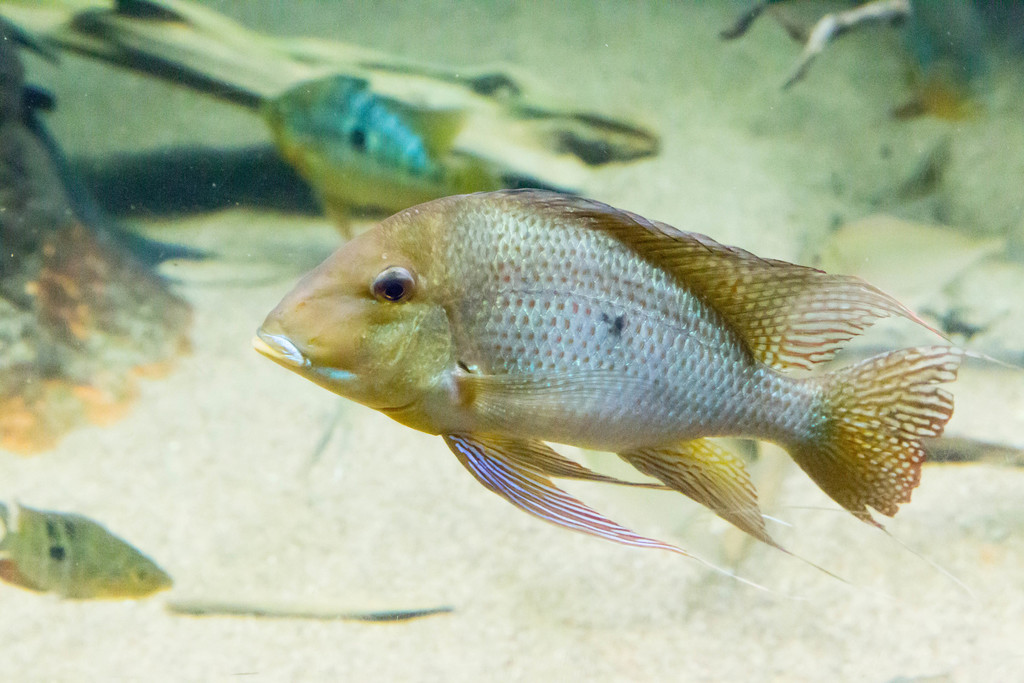 Typical Eartheaters (Geophagus) - Marine Life Identification