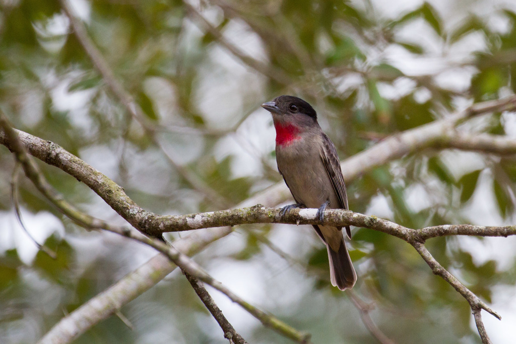 Rose-throated Becard from Brooks County, TX, USA on January 24, 2021 at ...