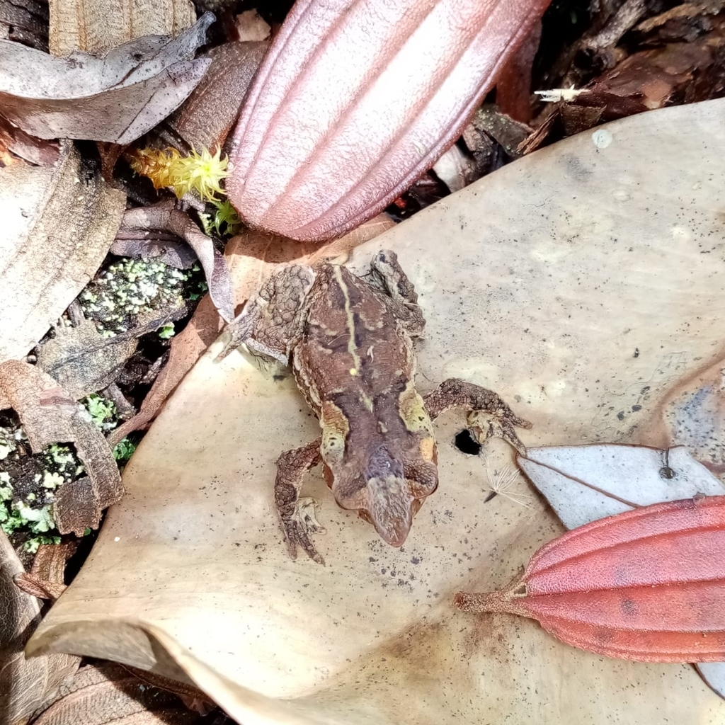 Colombian Beaked Toad in February 2021 by Natalia Andrea · iNaturalist