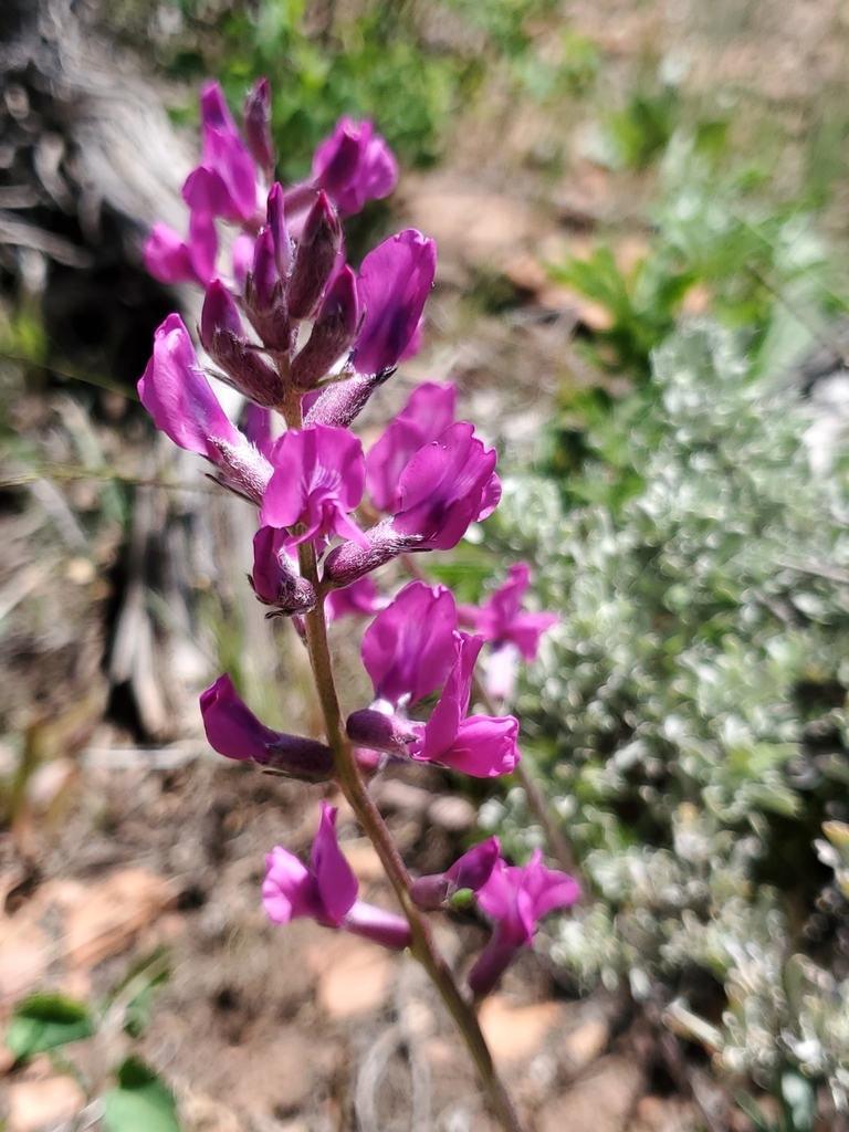 Lambert's Locoweed from Meeker, CO 81641, USA on June 17, 2020 at 01:22 ...