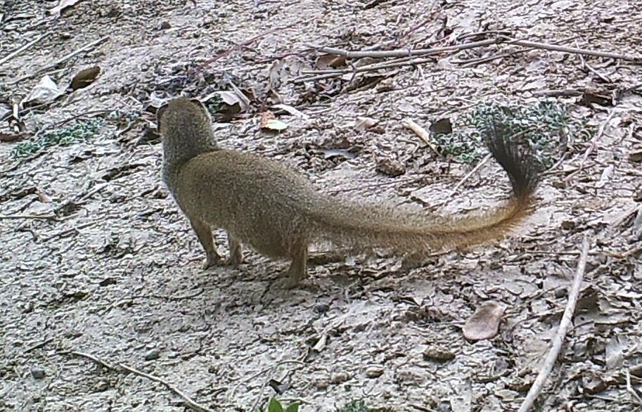 Common Slender Mongoose (Herpestes sanguineus) - Know Your Mammals