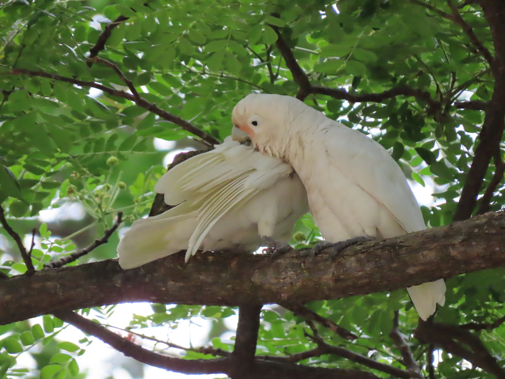 Tanimbar Corella in February 2021 by e0324435tzemin21. Yellowish tinge ...