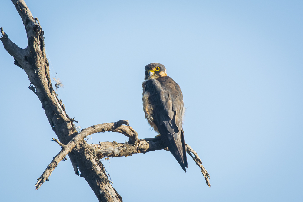 Falco cuvierii A.Smith, 1830