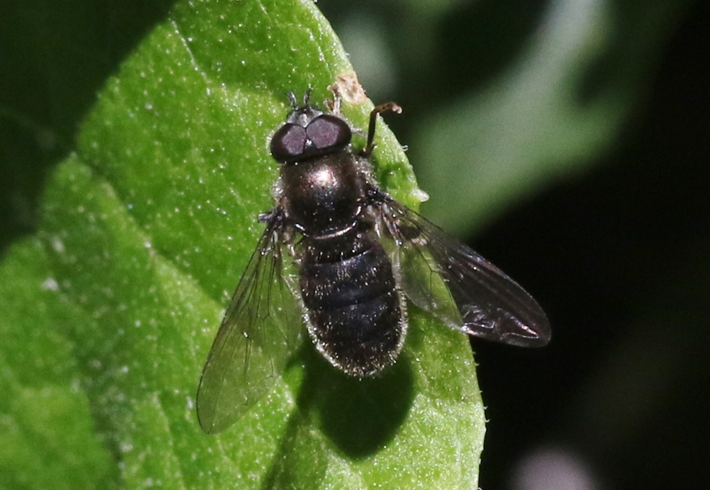 Pitheads from Santa Barbara County, CA, USA on April 13, 2019 at 11:40 ...