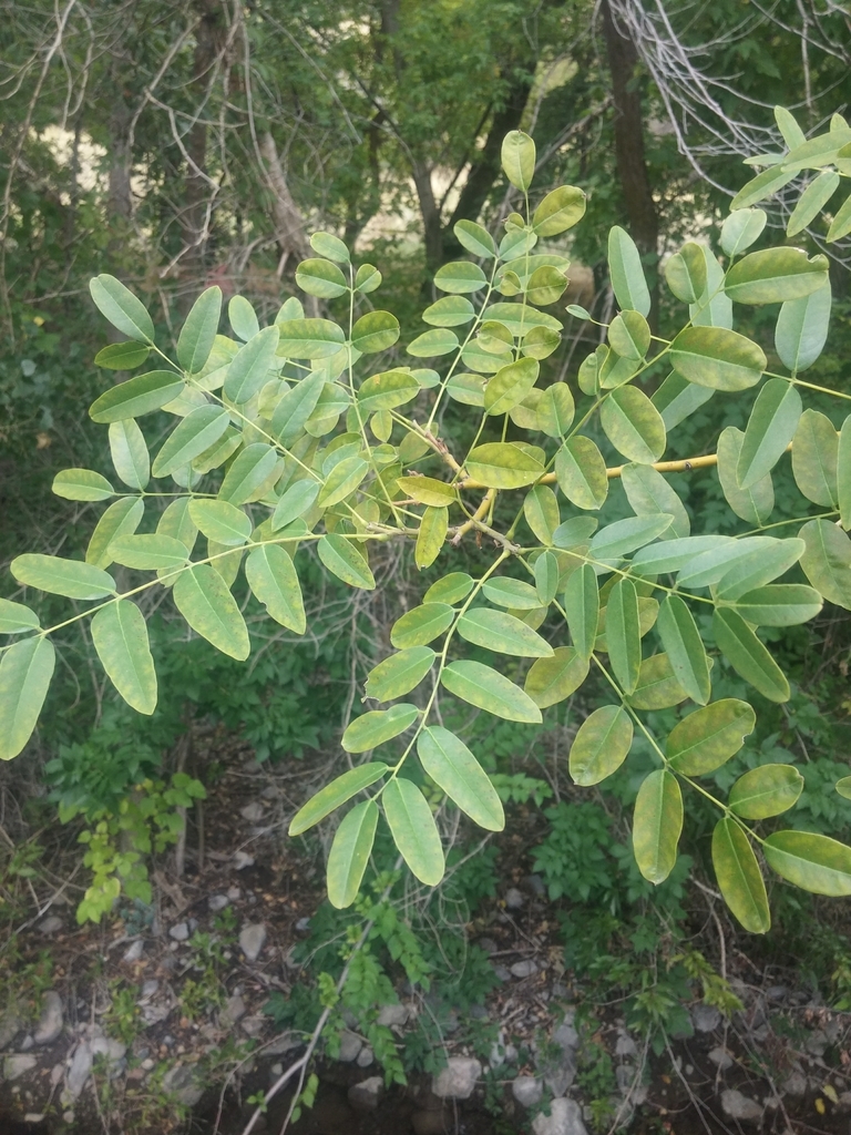 Japanese pagoda tree from Freedom Trail, Salt Lake City, UT 84103, USA ...
