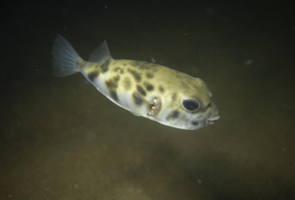 Prickly Toadfish from Victoria, Australia on February 17, 2021 at 10:14 ...