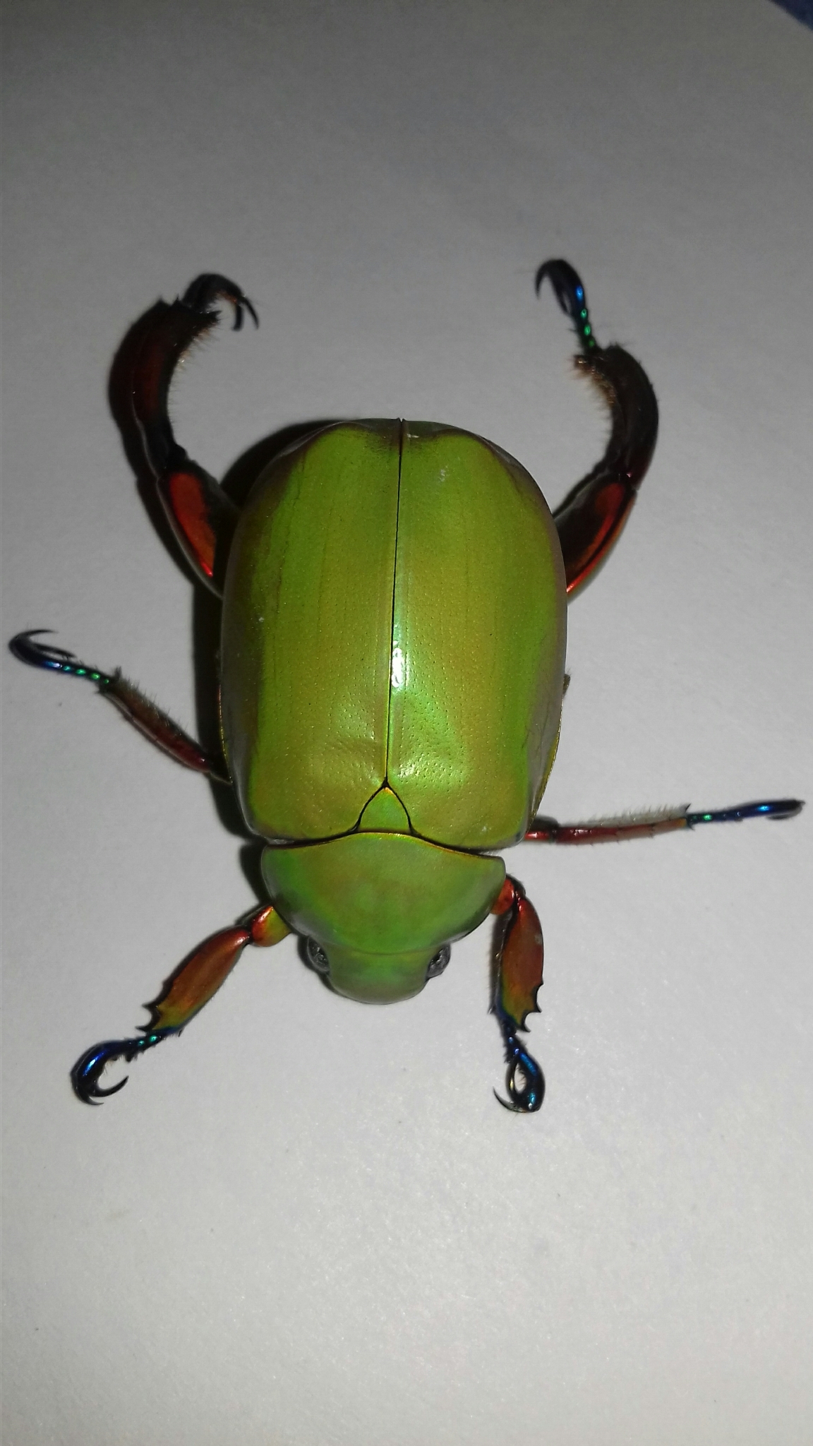 Chrysina adolphi Chevrolat, 1859