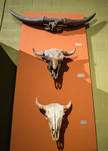 Western Ancient Bison (Subspecies Bison antiquus occidentalis ...