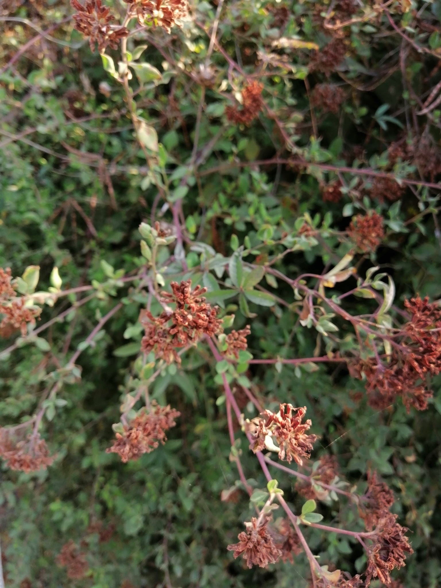 Salpianthus arenarius Humb. & Bonpl.