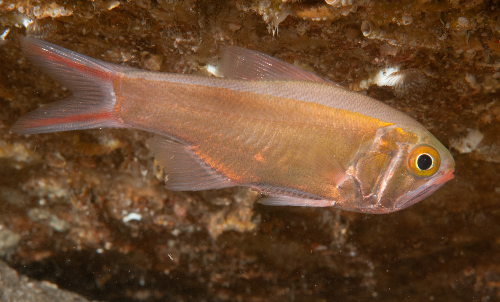 (Optivus) - Marine Life Identification