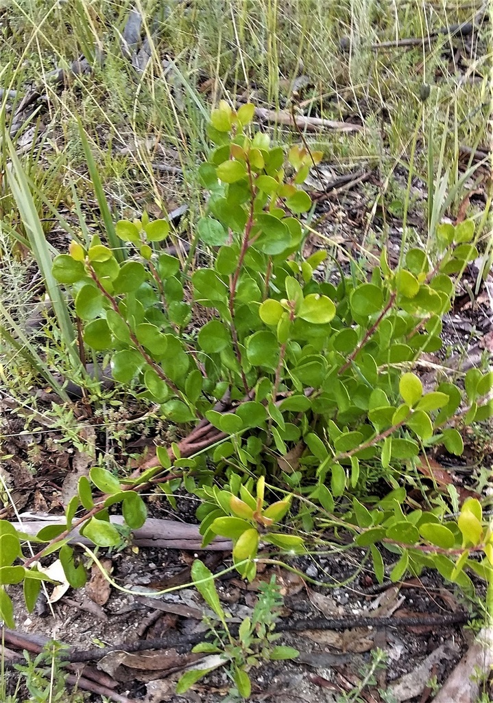 Persoonia marginata from Ben Bullen State Forest NSW 2790, Australia on ...