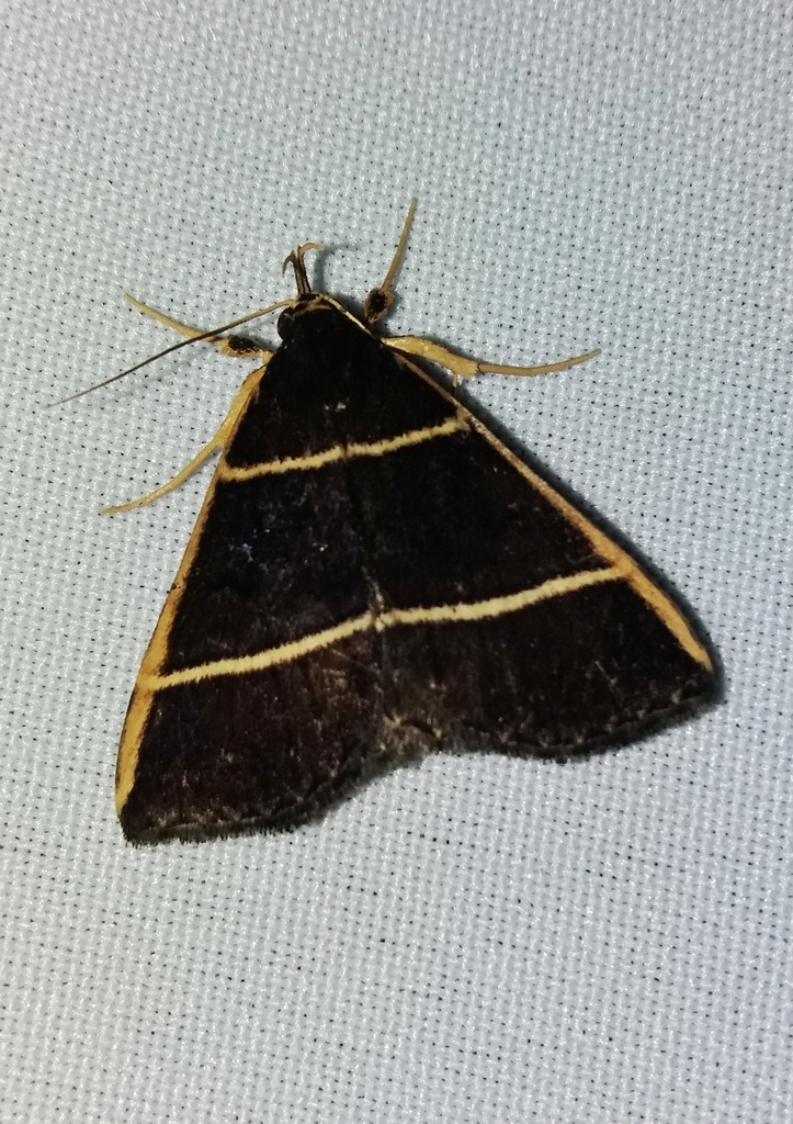 Scopifera antelia (Lepidoptera of Bijagual) · iNaturalist