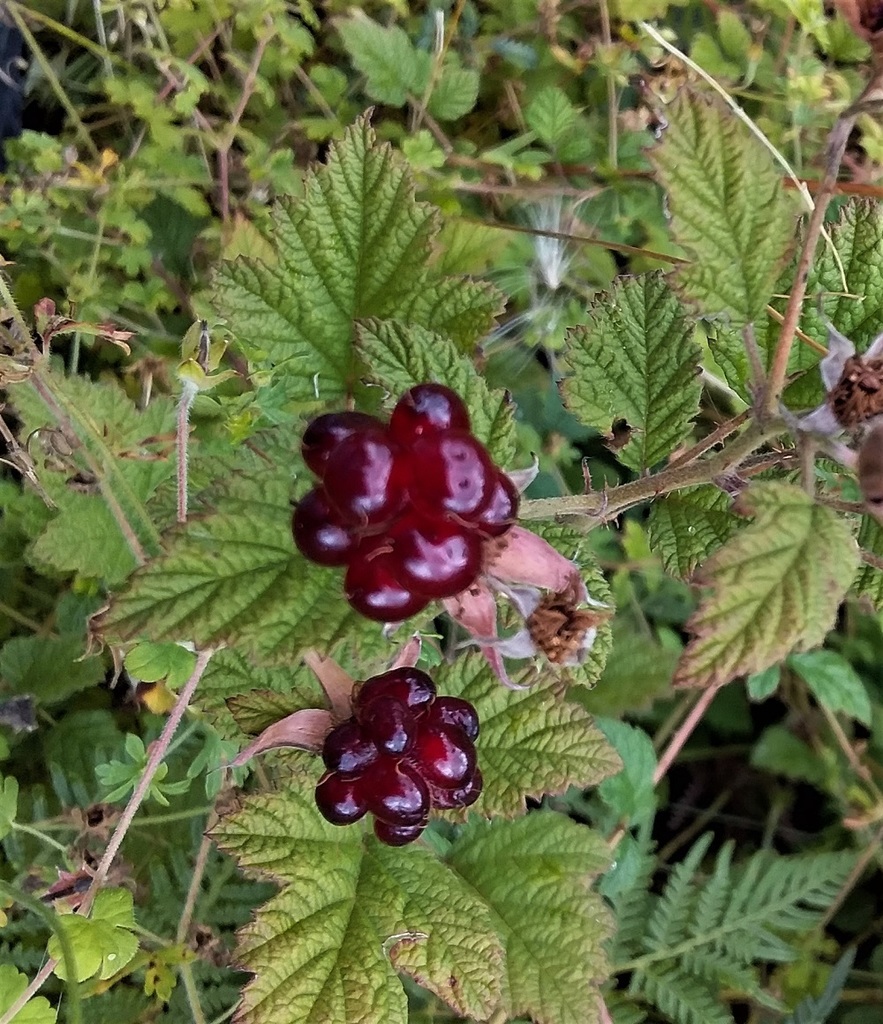 small-leaf bramble from Ben Bullen State Forest Ben Bullen NSW 2790 ...