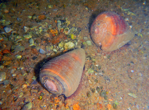 Conus buxeus · iNaturalist