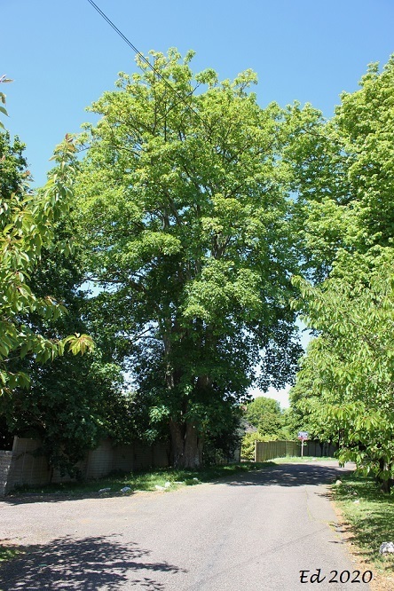 sycamore maple from Sidmouth, East Devon on May 25, 2020 by Sidmouth ...