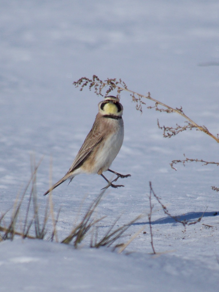 Horned Lark from Columbus, OH 43221, USA on February 07, 2021 at 02:53 ...