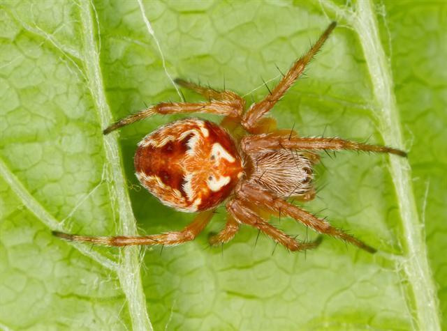 Araneus sturmi (Orb Weavers of Scandinavia (Araneidae)) · iNaturalist